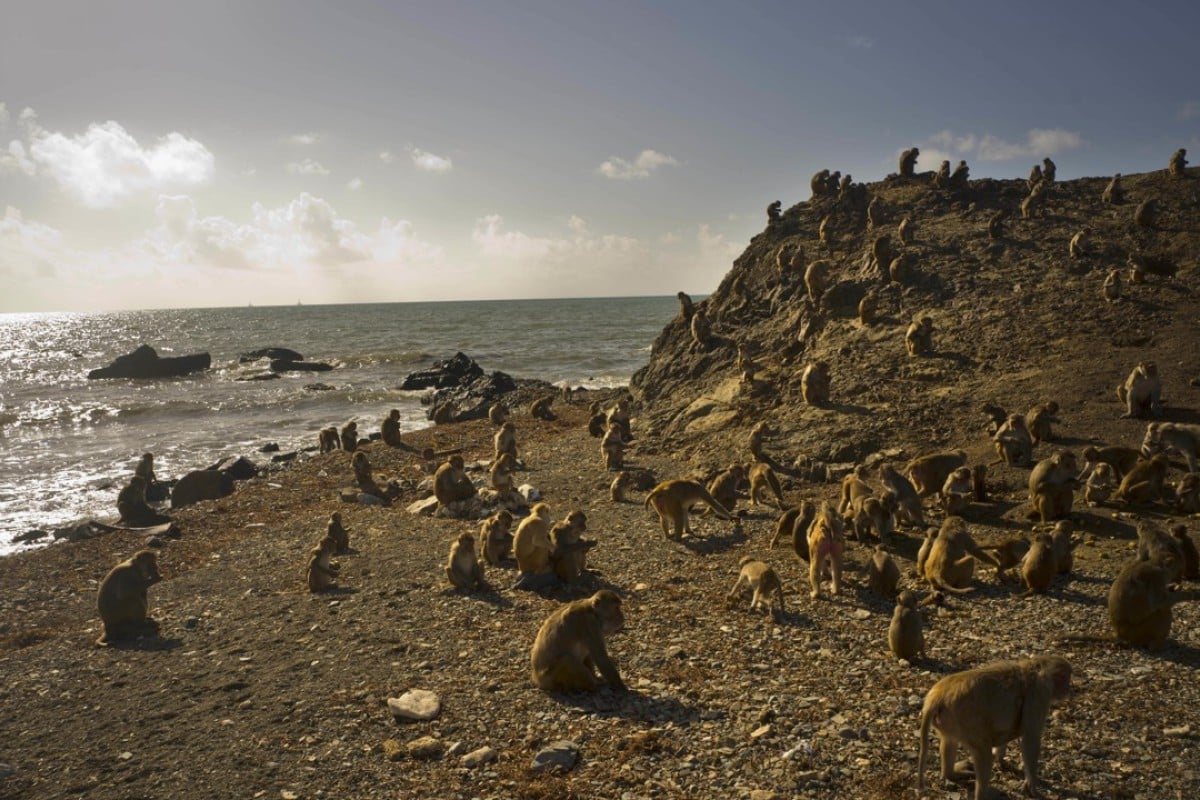 Residents of Puerto Rico’s renowned Monkey Island are hurricane victims ...