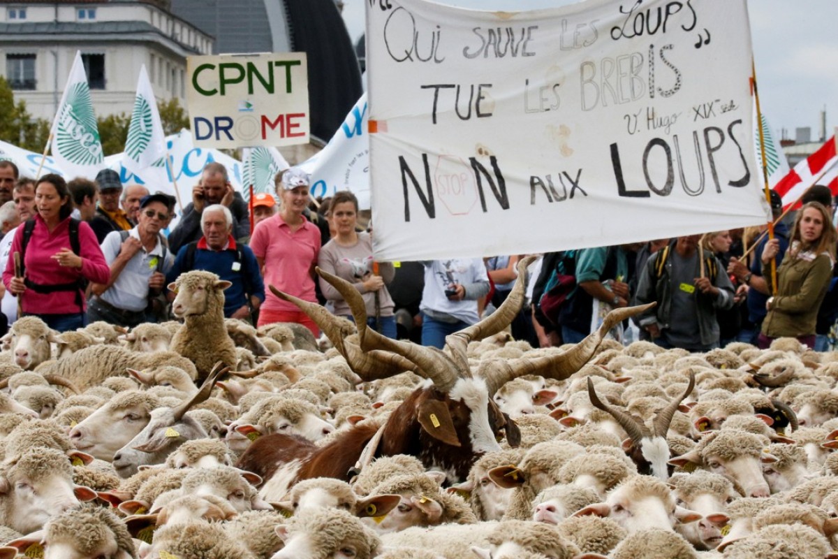 Wolf attacks raise howls of protest from French farmers | South China ...