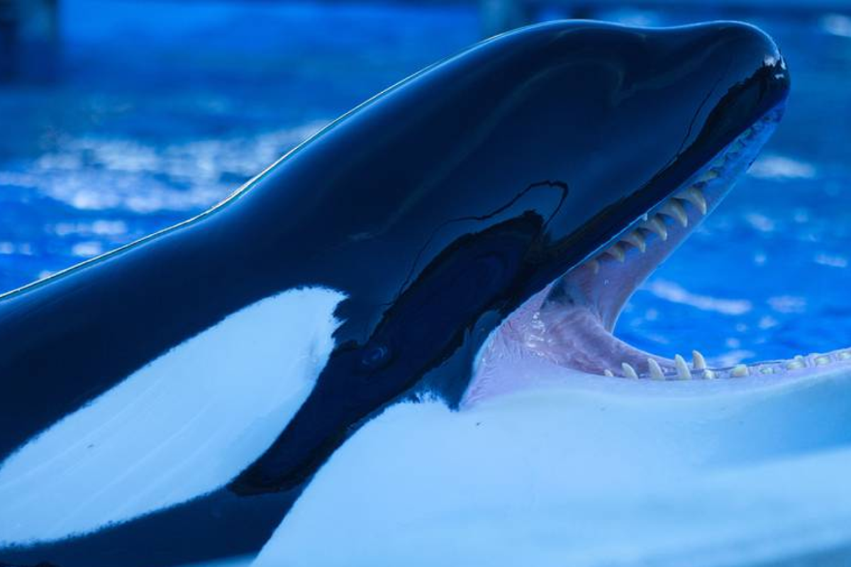 New Zealand scientists alarmed at captive orcas' teeth | South China ...