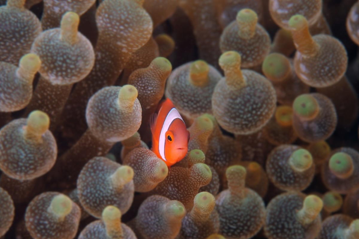 Finding Nemo may become even harder, warming waters put colourful ...