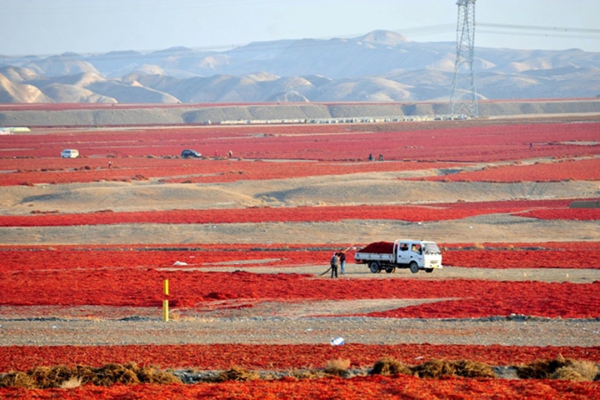 Sea of red as China’s chilli heartland celebrates a bumper harvest ...
