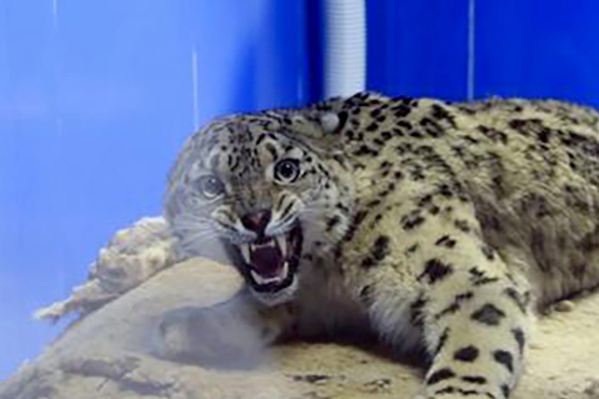 Chinese wildlife experts rescue paralysed snow leopard from Tibetan ...