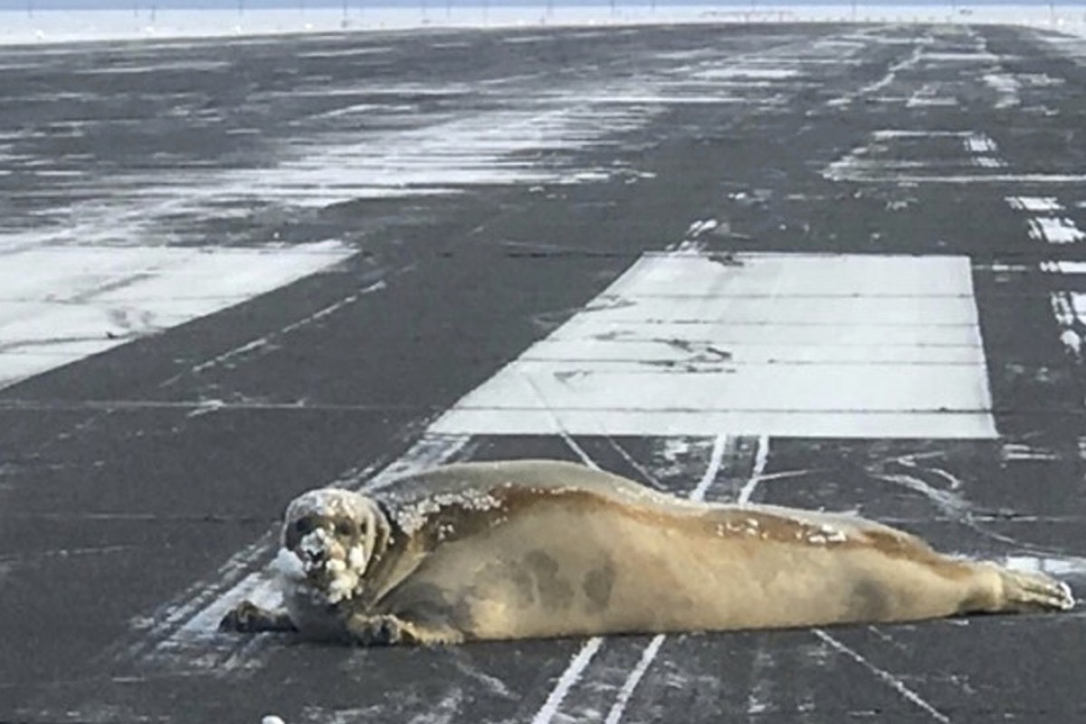 200kg seal blocks runway at northern Alaskan airport | South China ...