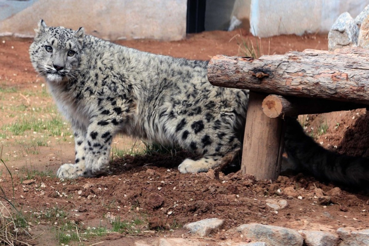 Breakthrough in artificially breeding rare snow leopards in China ...
