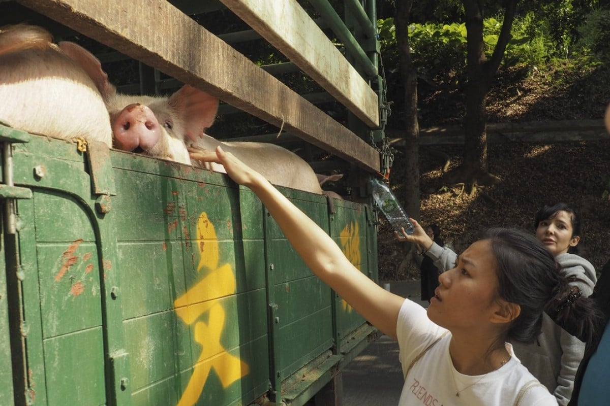 Hong Kong Pig Save activists stage vigil at slaughterhouse to raise ...
