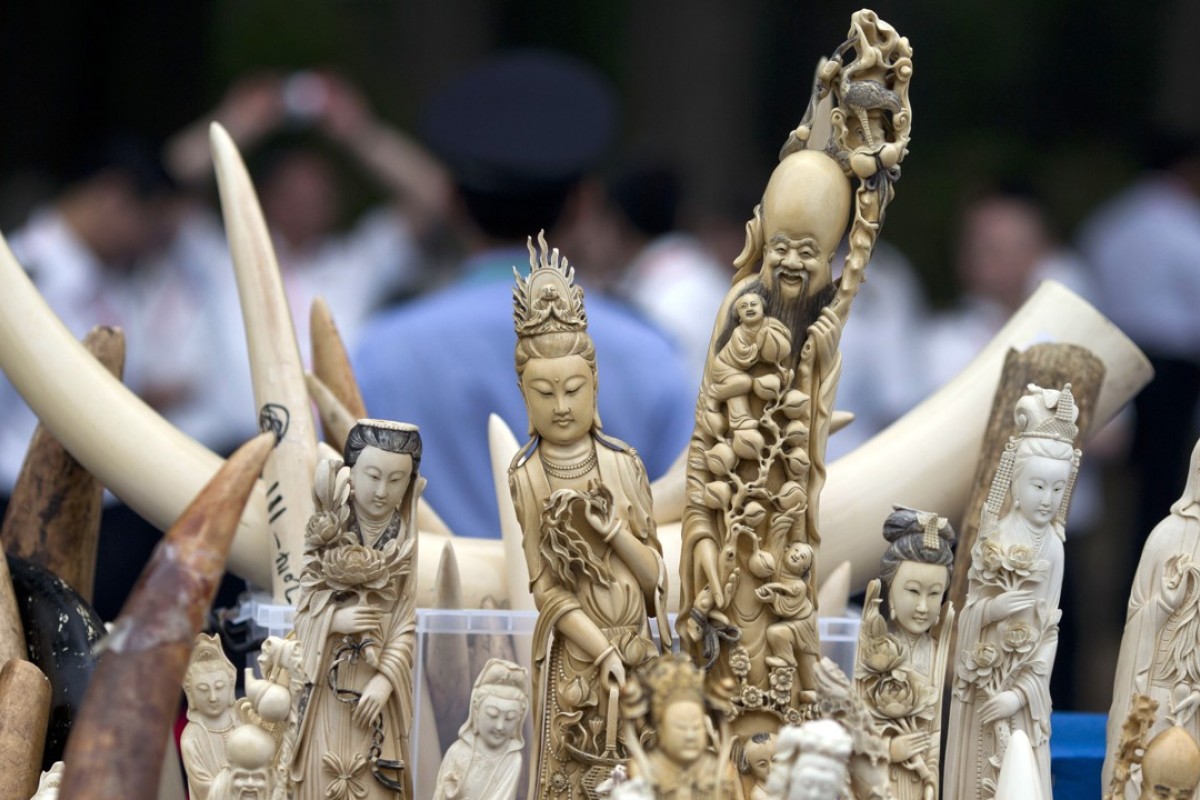 China’s ivory ban gains public support as country looks to stamp out ...