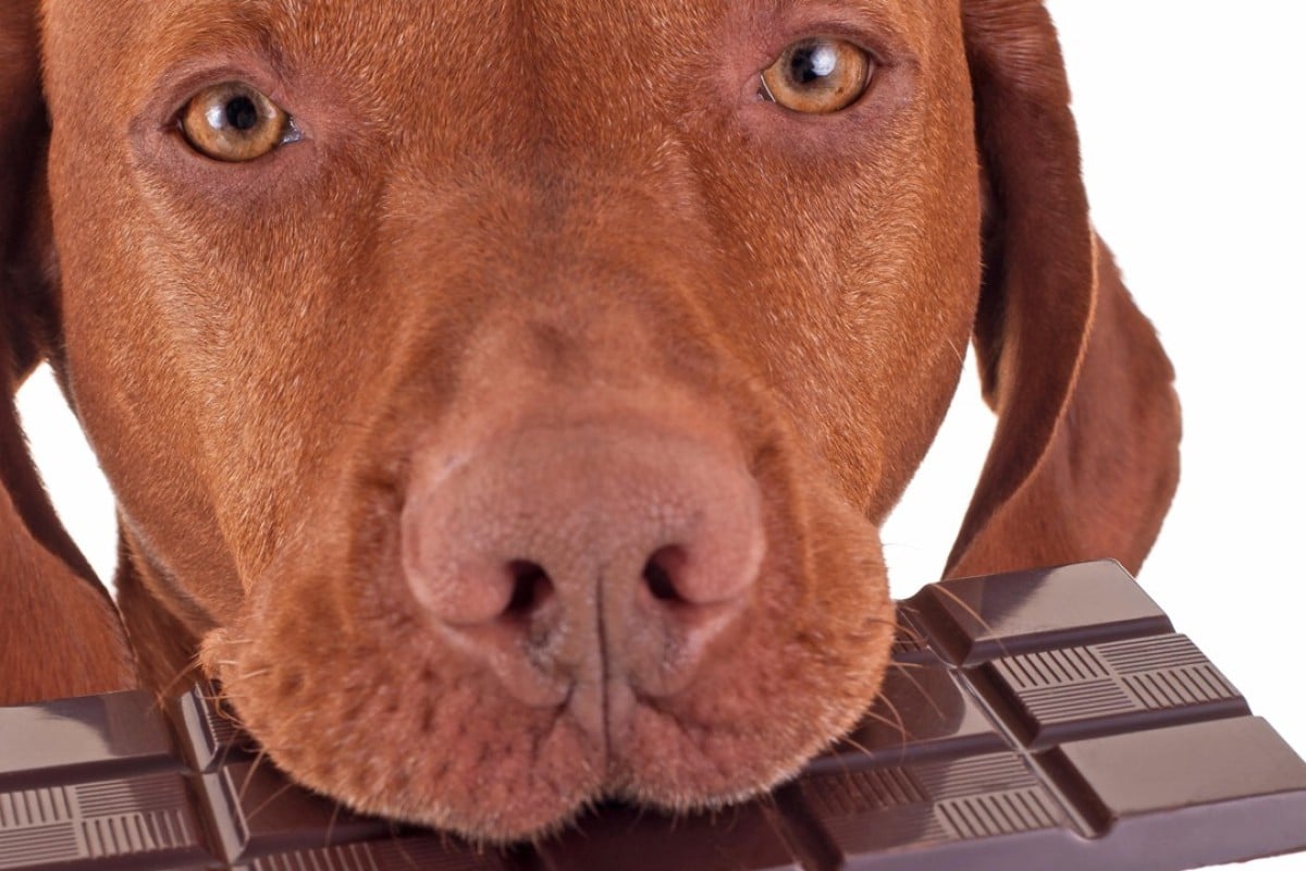 Why chocolate should not be a Christmas treat for your dog – it is ...
