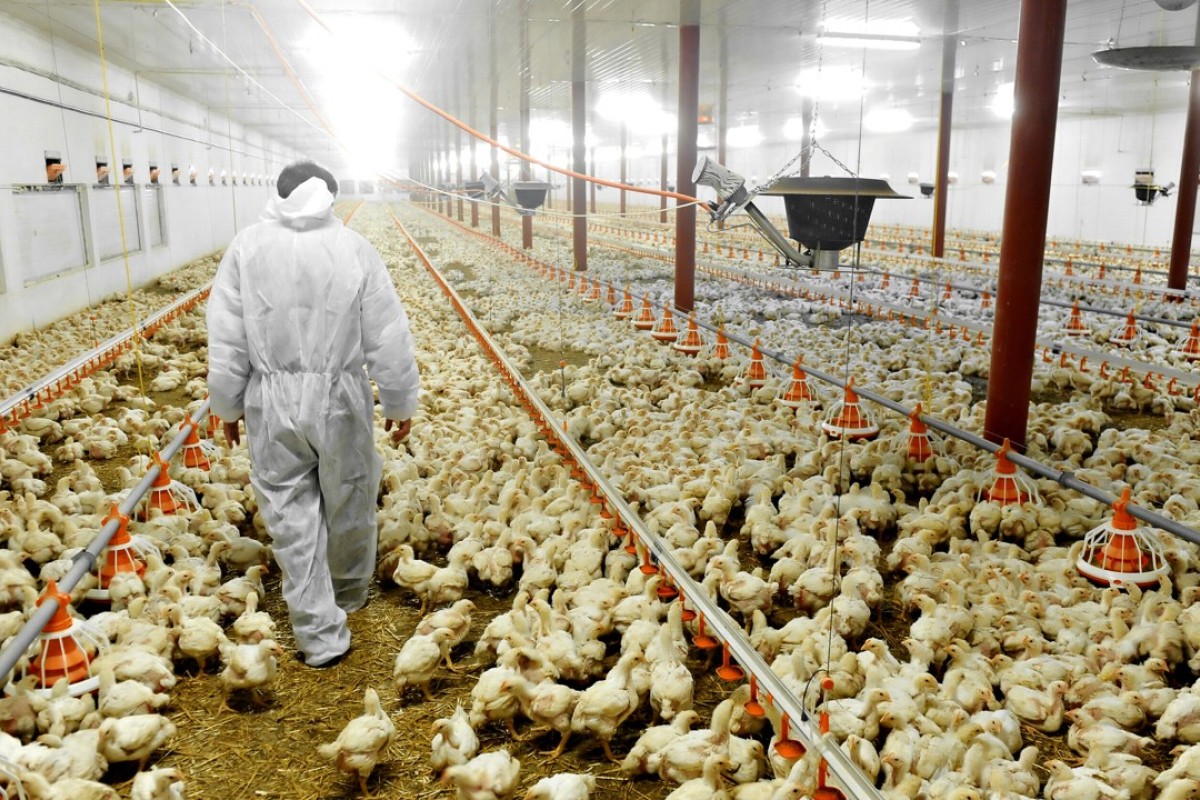 US food major Cargill to invest US$50m to double cooked poultry ...