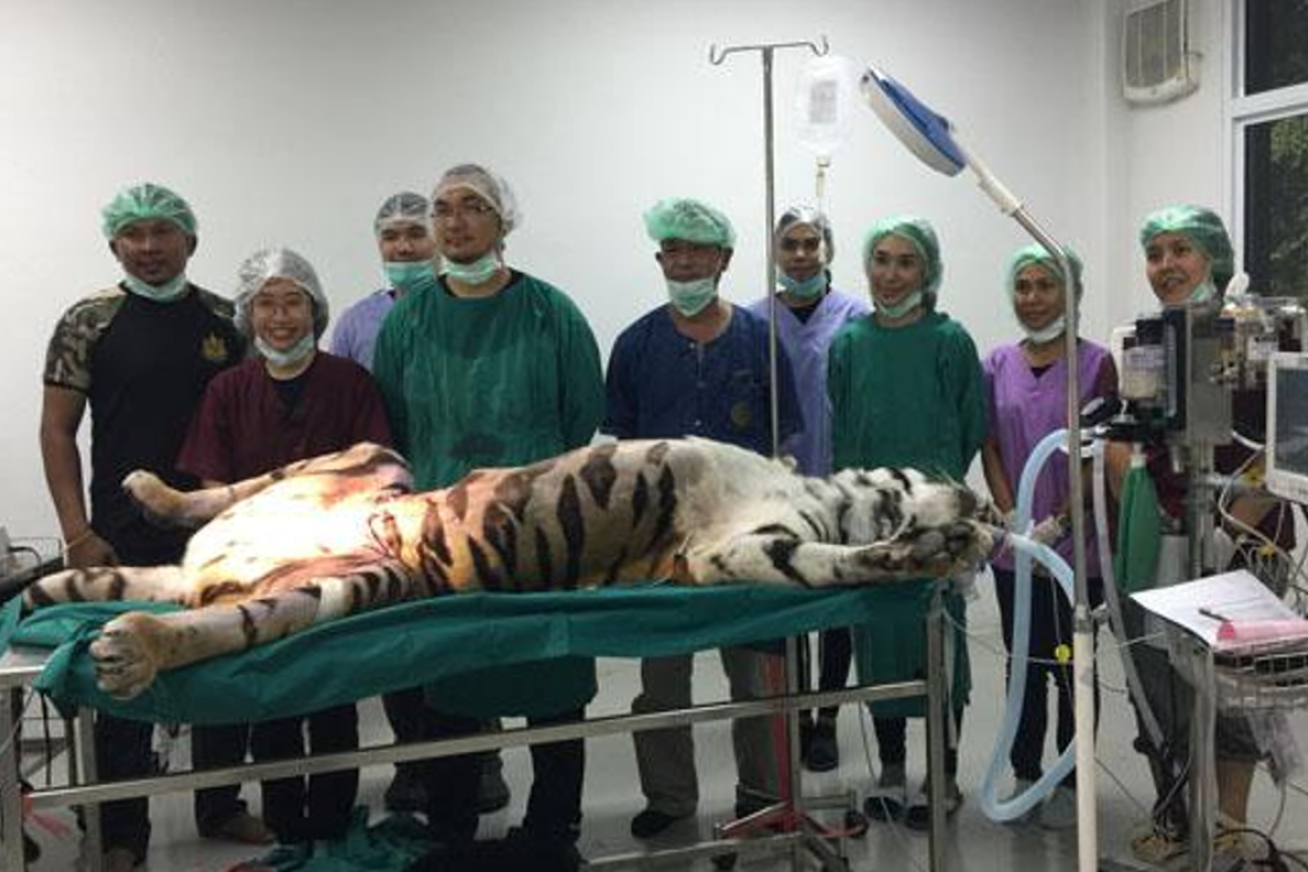 Attempt in Thailand to save tiger with a two-kilo tumour | South China ...
