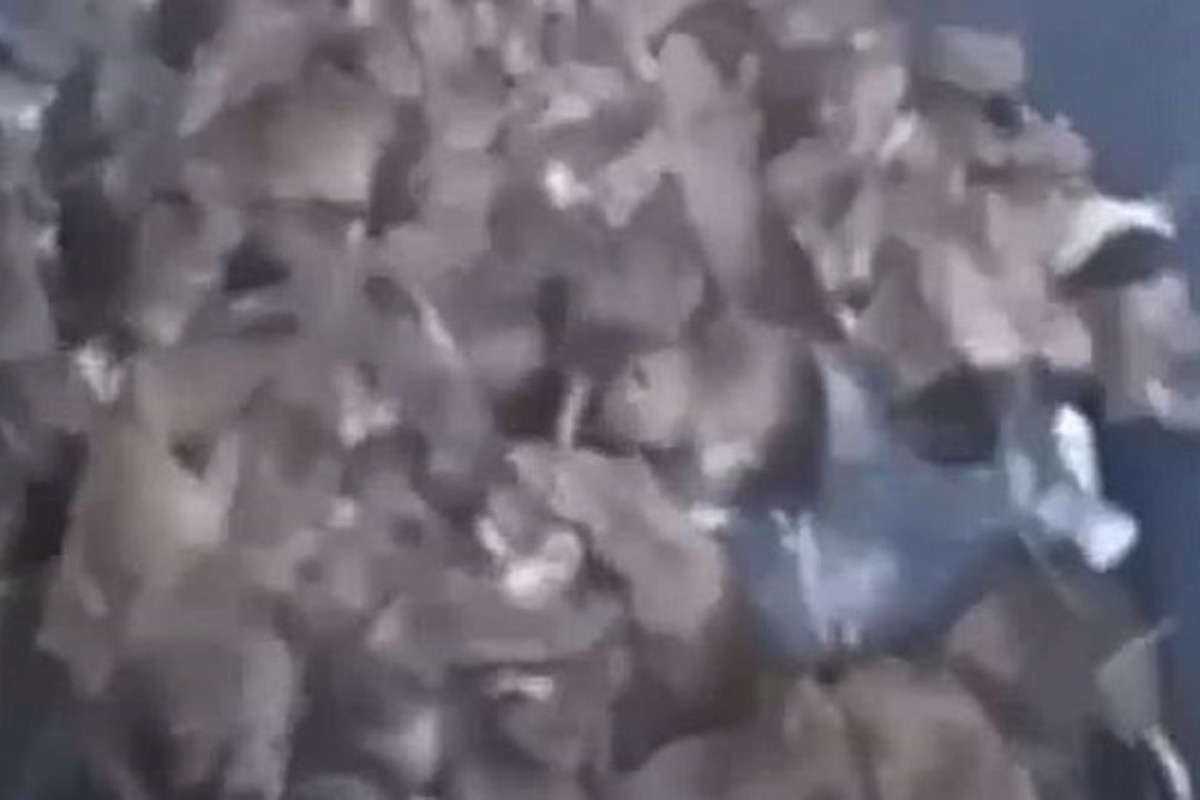 Watch: sickening rat swarms emerge in Paris, flushed out by flooded ...