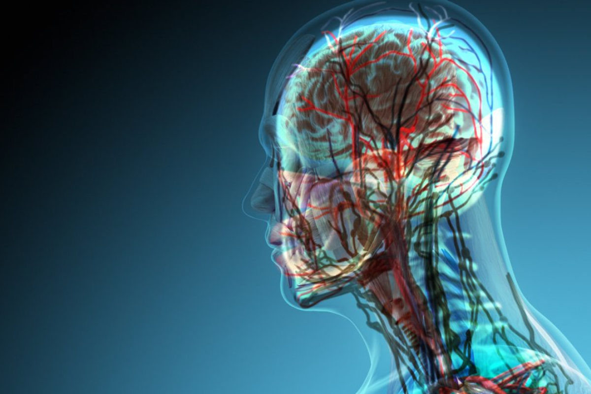 The largest organ in the body may have just been discovered — and it ...