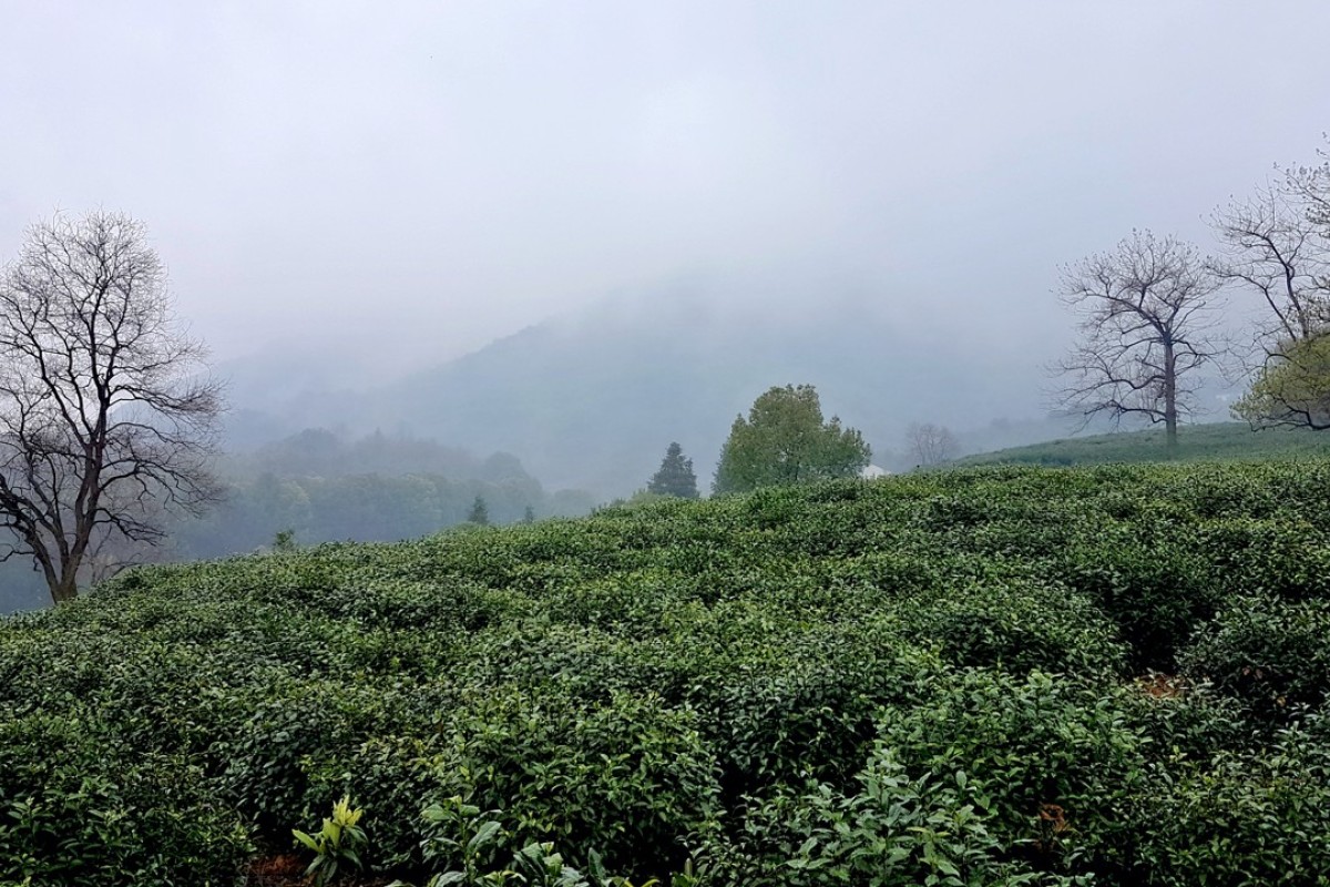 How to get hands-on picking and roasting China’s Longjing tea, famous ...