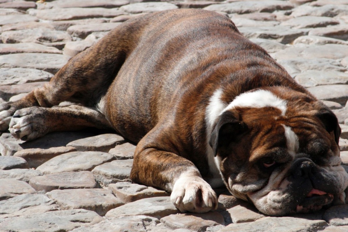Summer and dogs: five things owners should not do in hot, humid places ...