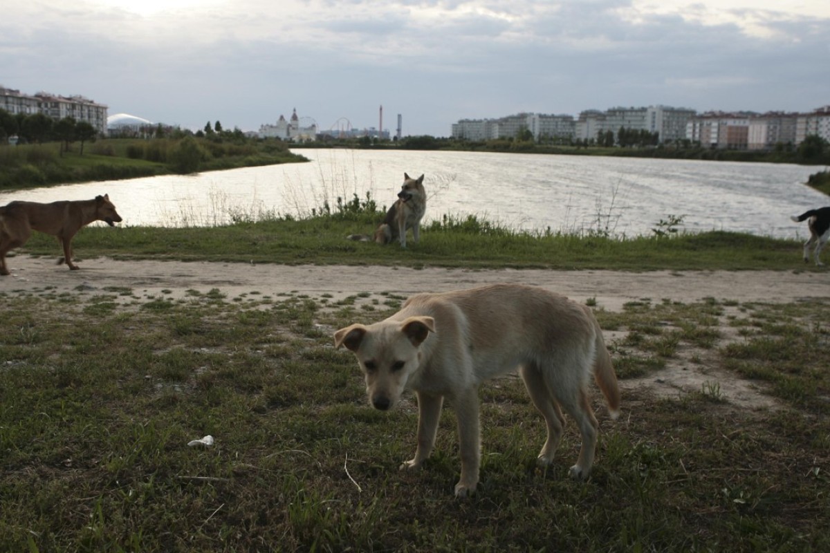 Is Russia exterminating stray dogs ahead of the World Cup? | South ...