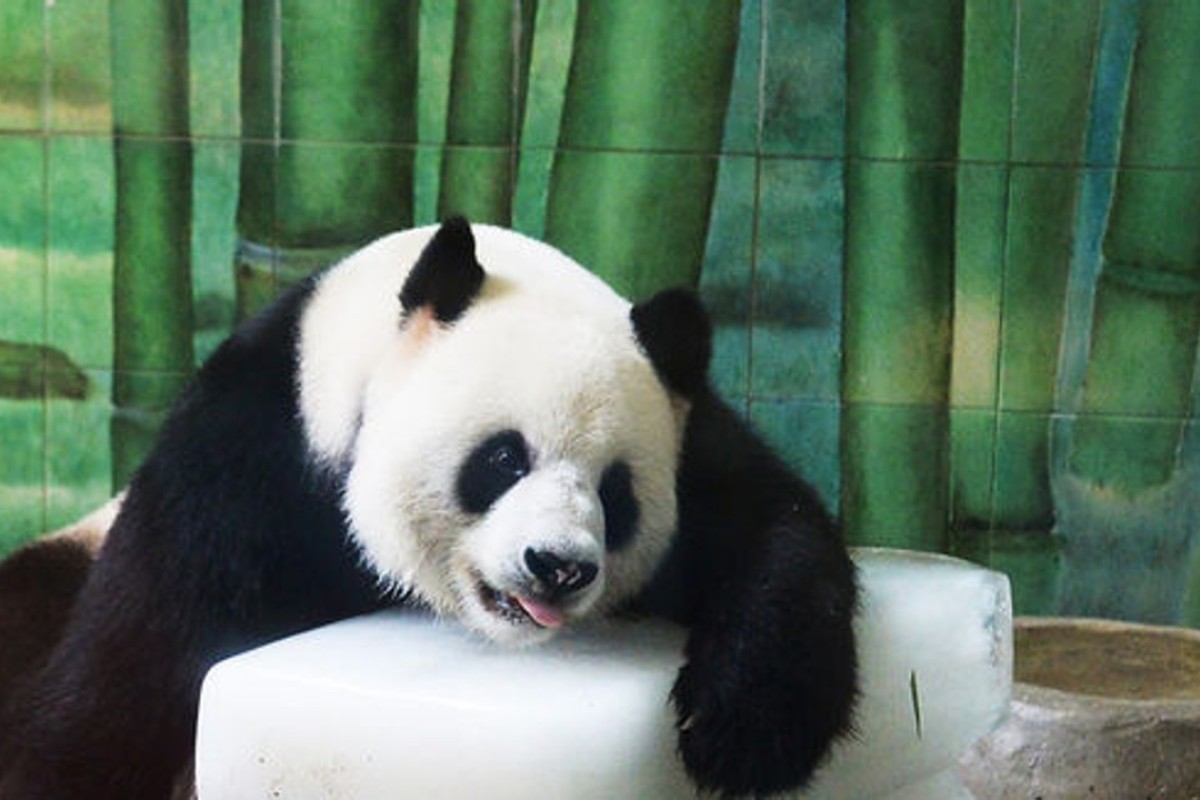 Chinese zoo suspends keeper over ‘mistreatment’ of giant panda | South ...