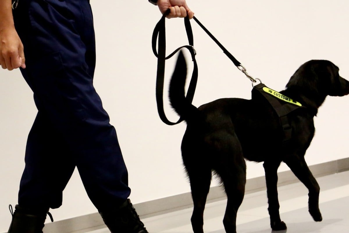 Dogs trained in Britain to help Hong Kong customs officials sniff out ...