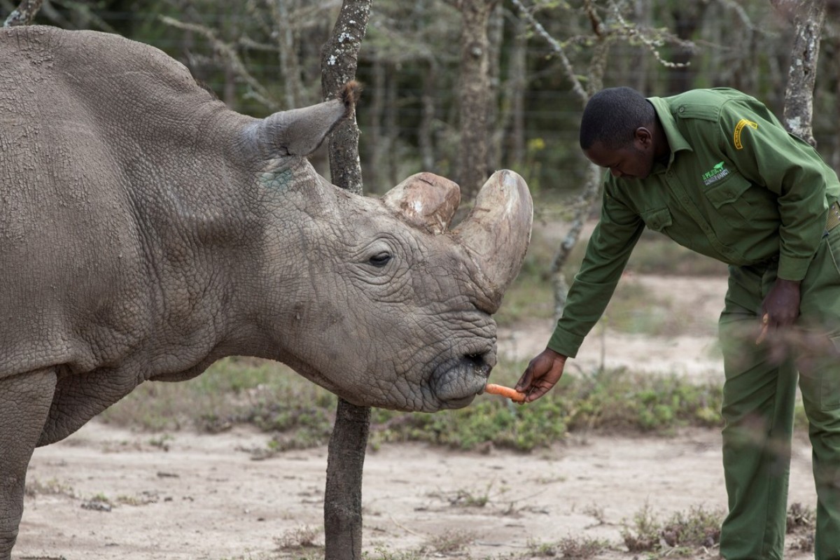 White Rhino Extinct - Can we Save the White Rhino? - Rhino Rest
