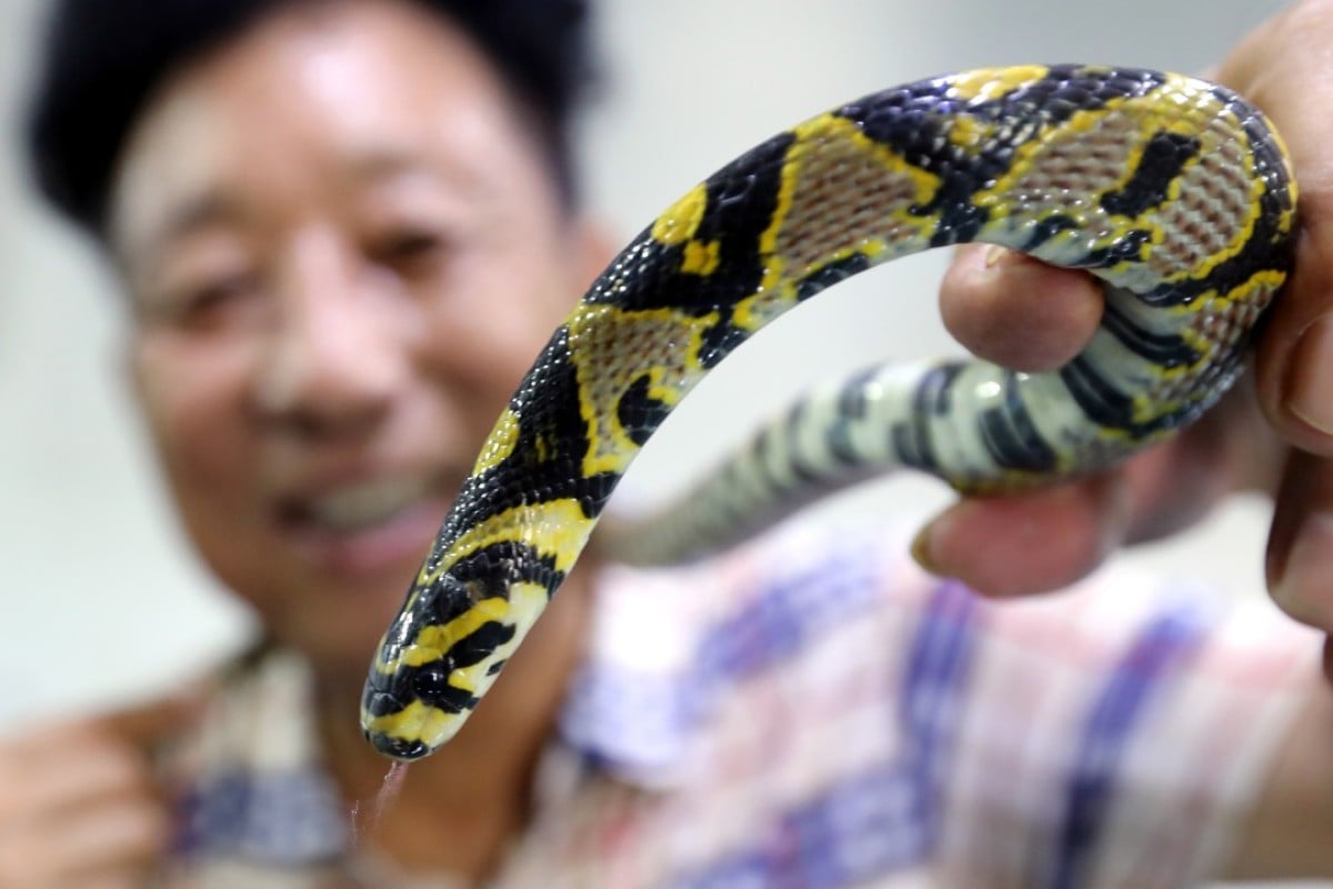 Podcast: farming snakes for medicine, meals and money in China | South ...
