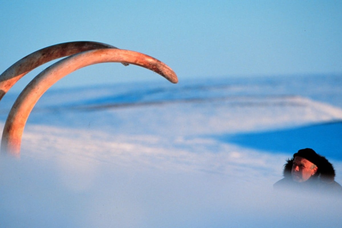 Russian mammoth ivory hunt grows in face of elephant tusk ban – but can ...