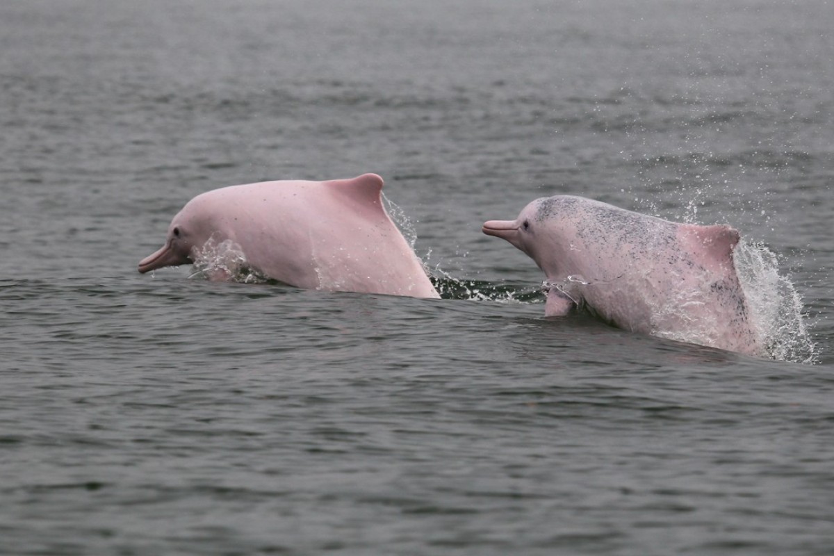 Hong Kong’s Chinese white dolphin numbers remains critically low – and ...