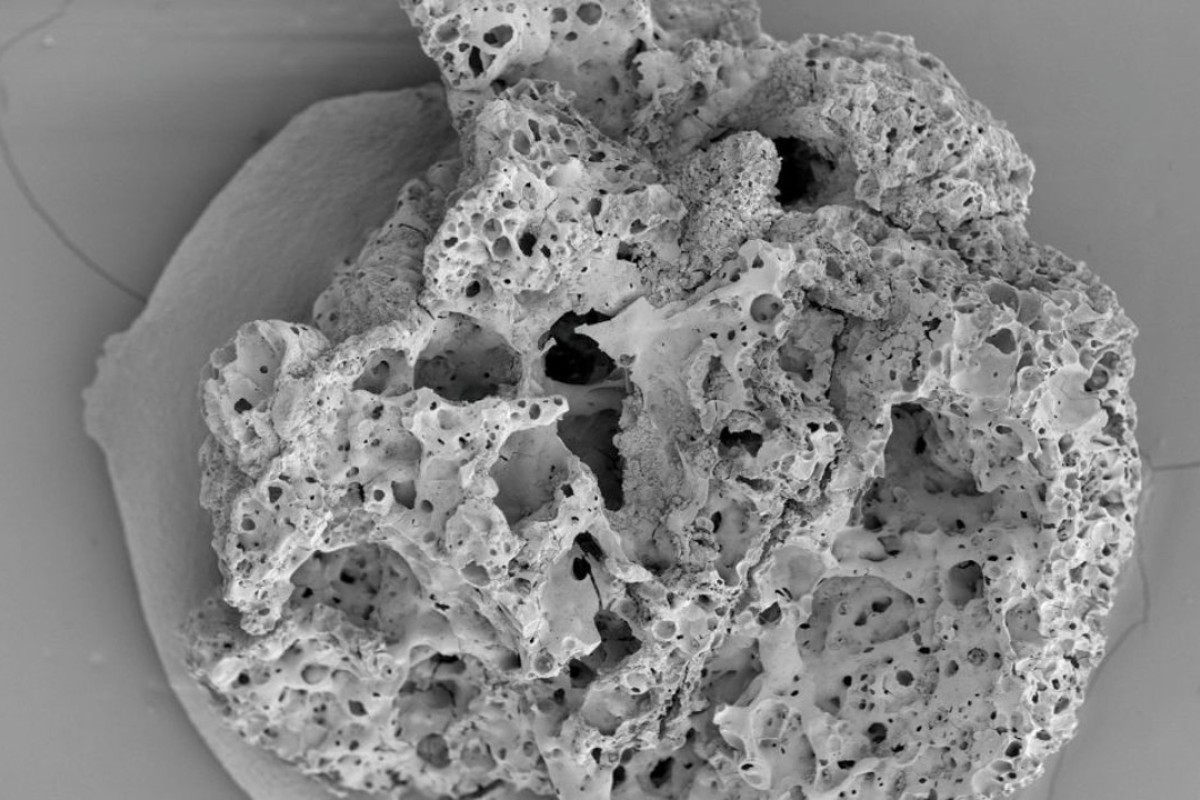 Ancient grains: world’s oldest bread, baked 14,500 years ago, is found ...