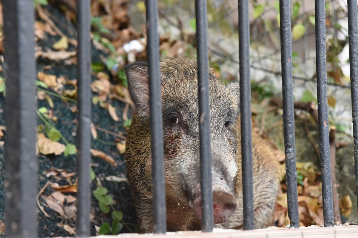 Don’t feed the animals: councillor says Hong Kong’s wild pig problem is ...