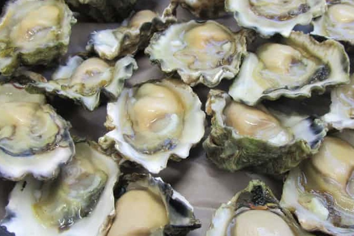 Sydney’s famous rock oysters are getting smaller as oceans become more ...