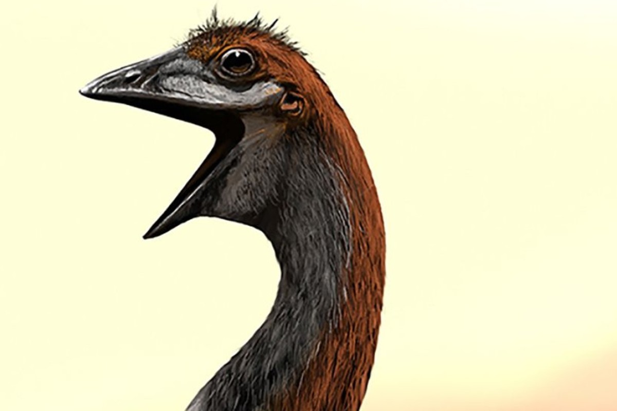Mystery of world’s biggest bird solved: an 860kg flightless behemoth as ...