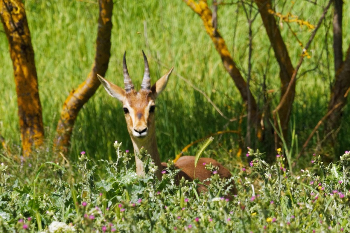 Israel for the adventurous: great outdoors a treat for nature ...