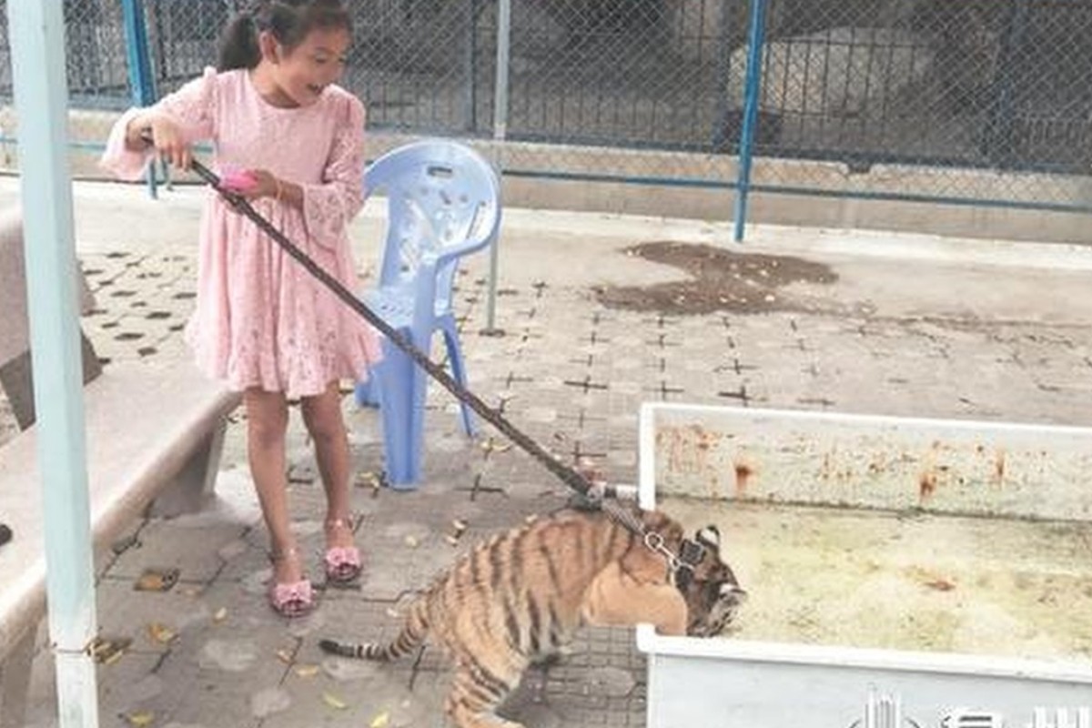 Chinese girl has pet tiger cub and takes it for walks on a leash ...