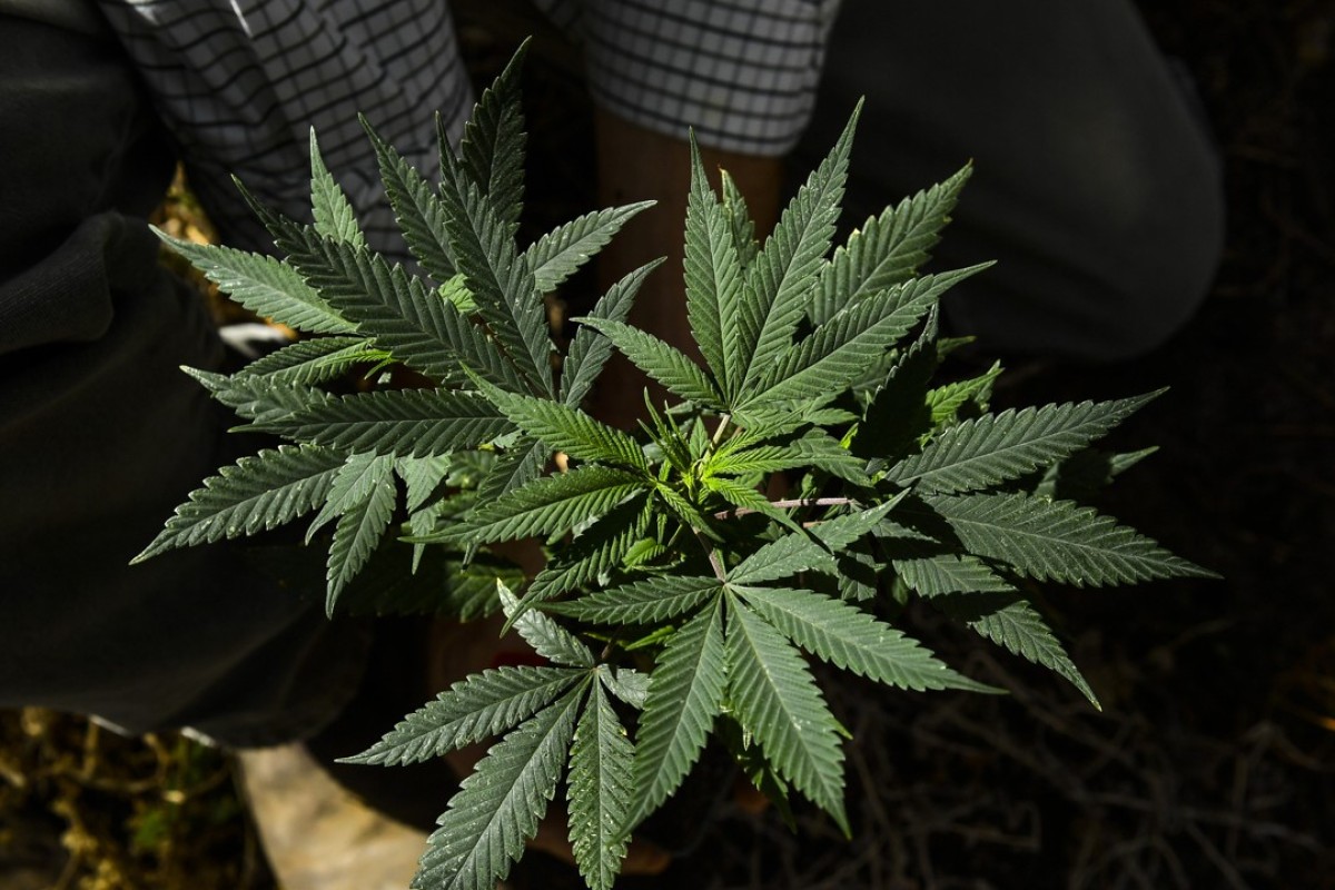 Thailand sets sights on becoming first Asian country to legalise medical marijuana | South China ...