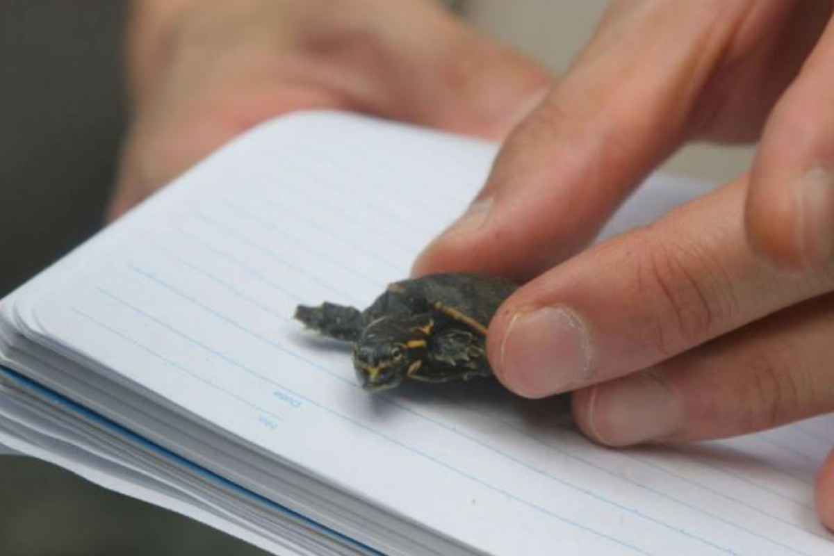 Man pleads guilty to smuggling tiny turtles between US and Hong Kong ...