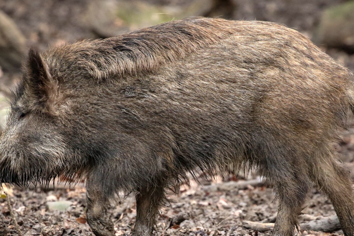 The whole hog: How a Japanese housewife is cashing in on the country’s ...