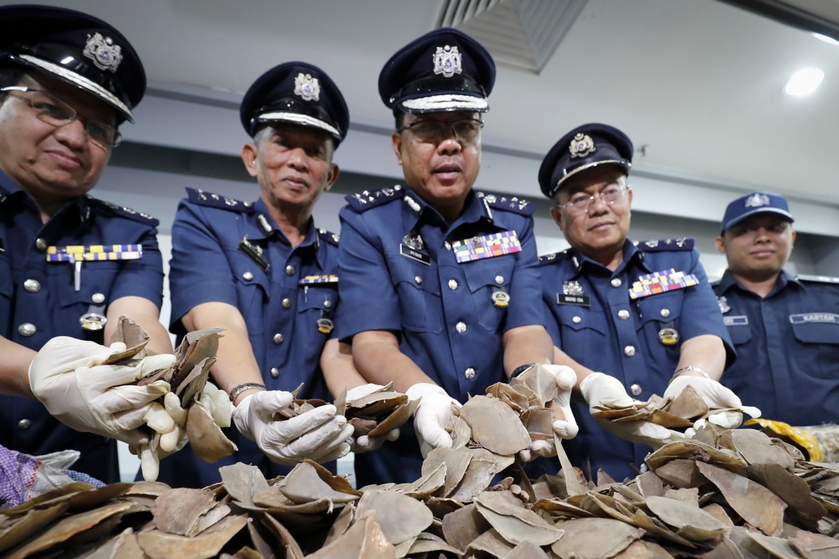 Malaysian police seize record US$2 million pangolin haul from two ...