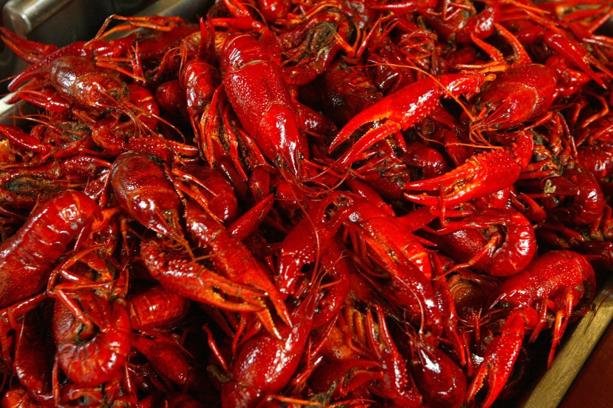 China’s crayfish craze makes vocational training a winner | South China ...