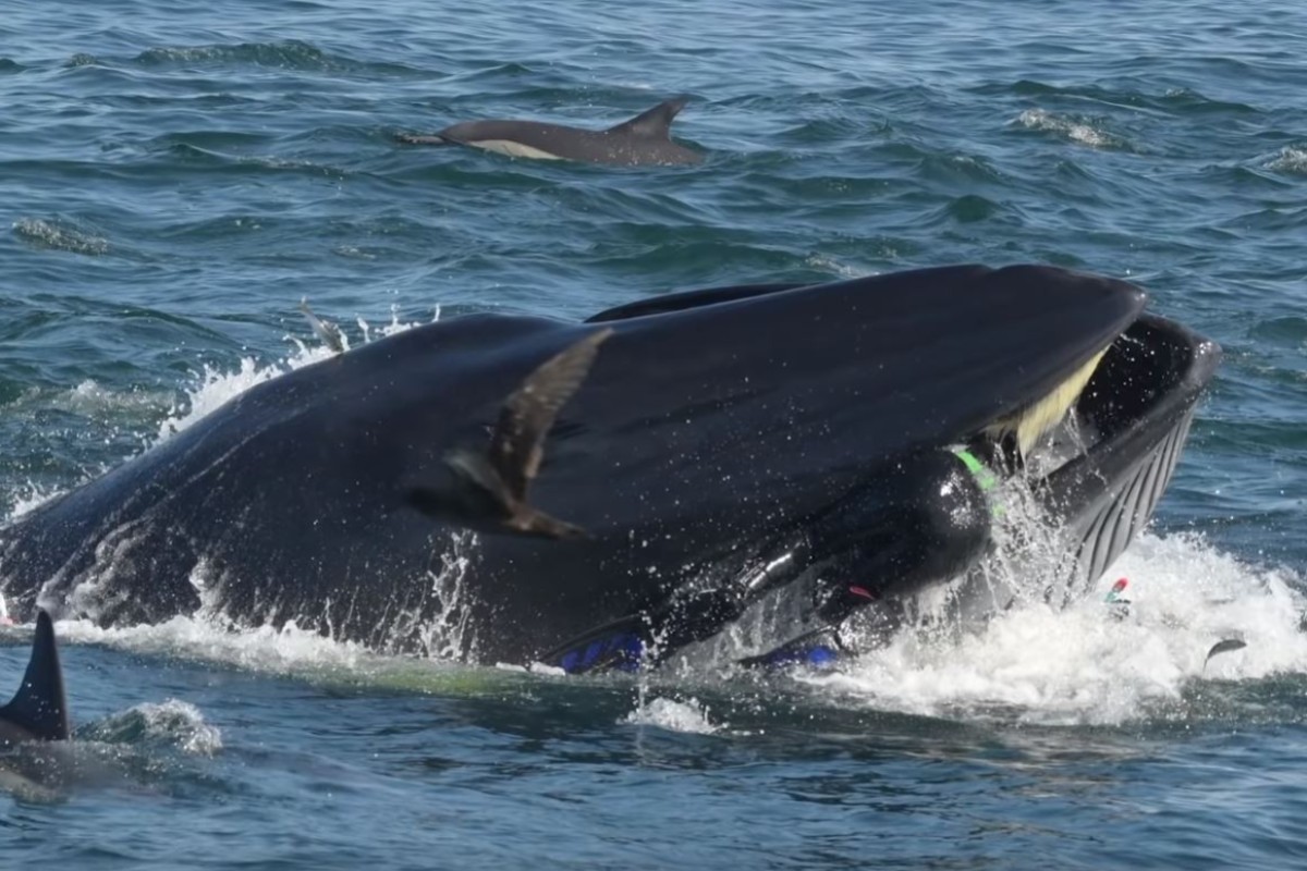 Whale nearly swallows South African conservationist Rainer Schimpf in ...