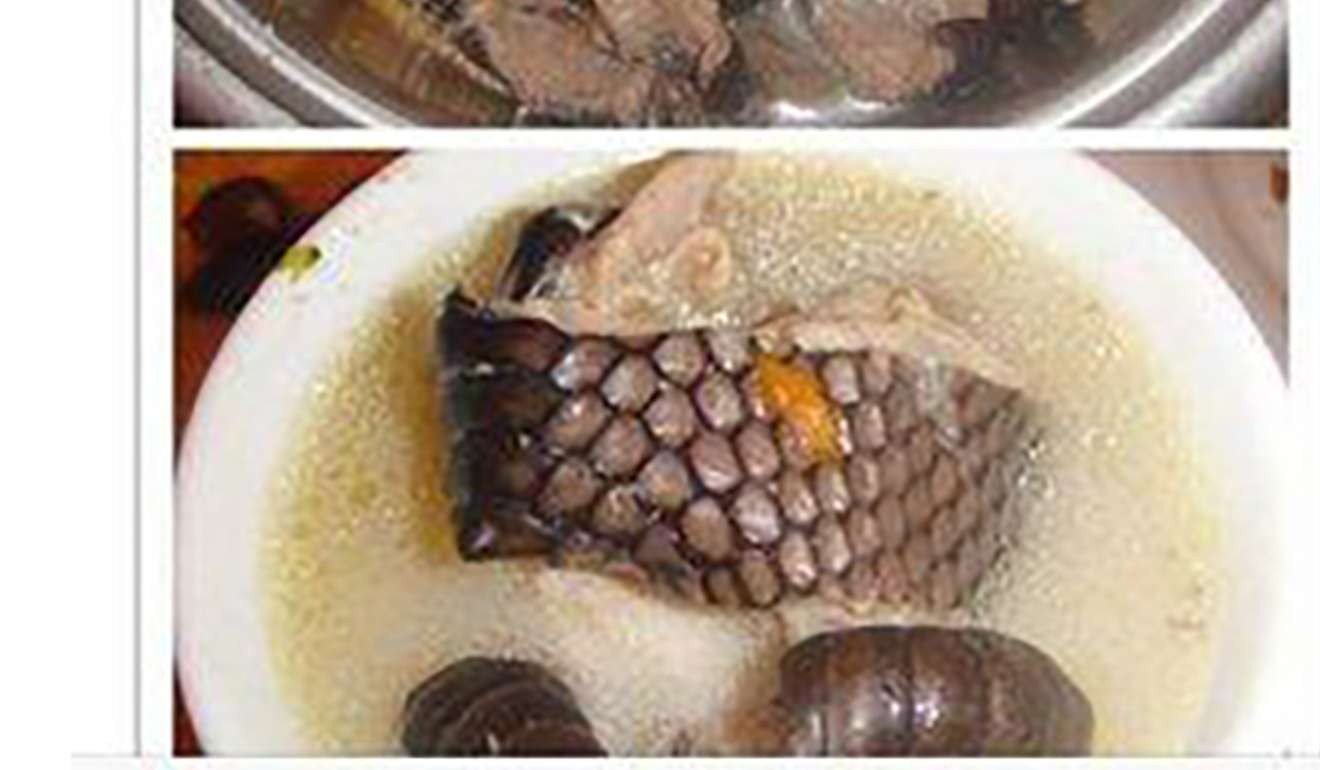 Pangolin China Food - Covid 19 Carriers China S Wildlife Protection ...