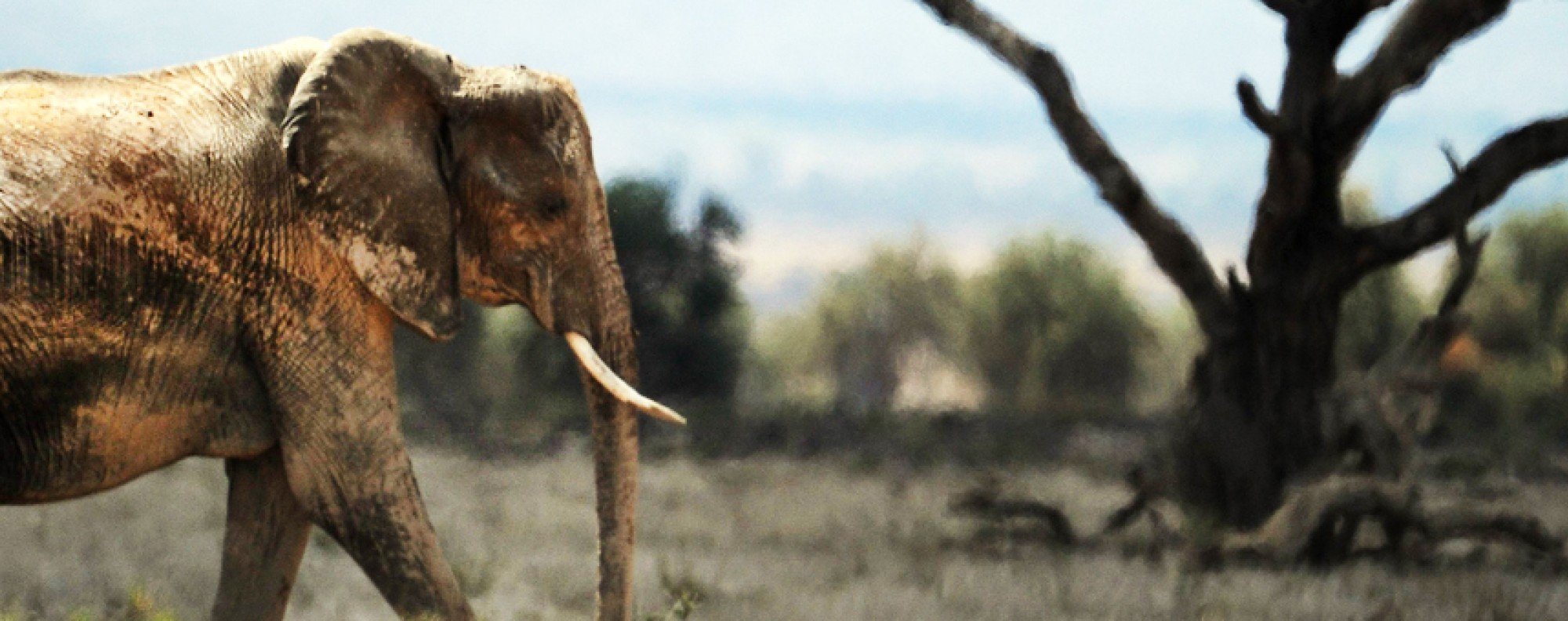 Ivory trade in Hong Kong and China | South China Morning Post