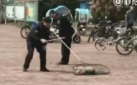 Hospital blog post of dog attack victim sparks animal rights debate in ...