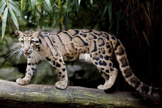 formosan clouded leopard diet