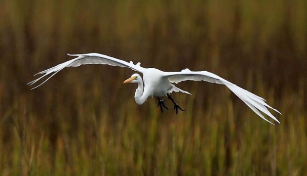 Poaching of wild birds threatens some species | South China Morning Post