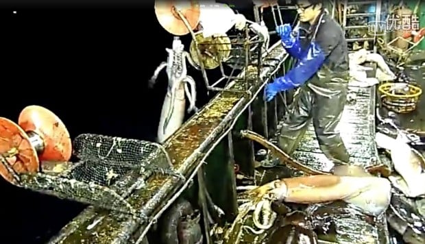 How China’s squid fishing programme is squeezing its neighbours and ...