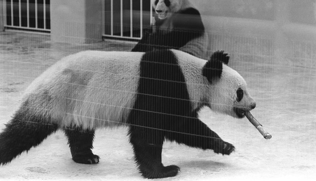 Pandas, ‘indecent’ stamps and a stray torpedo: headlines from four ...