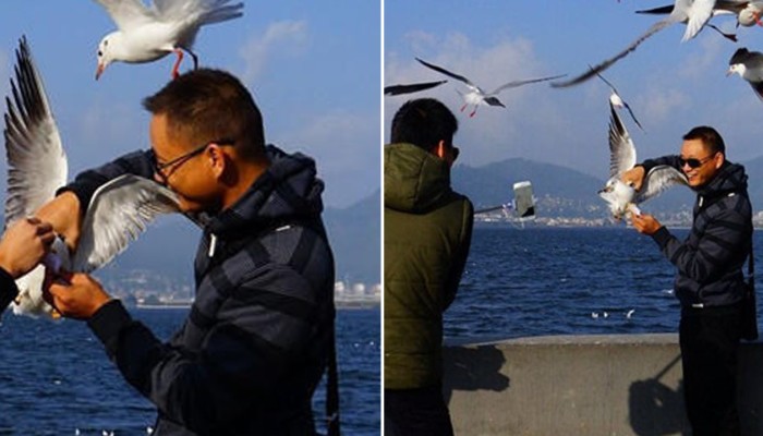 guy walking a seagull