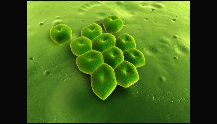 SUPERBUGS | South China Morning Post