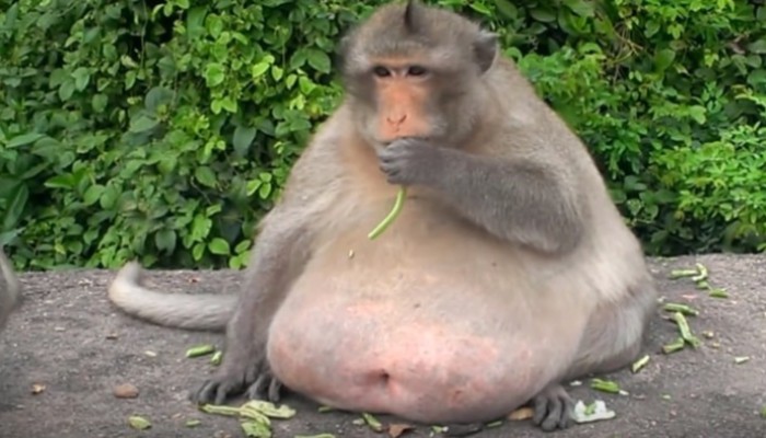 fat animated monkey