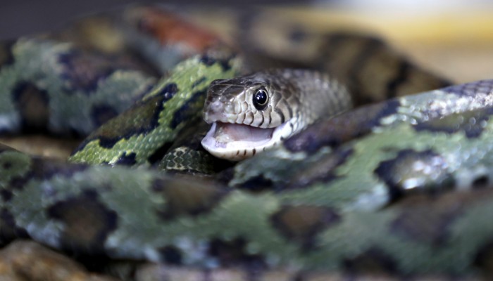 Inside China’s ‘snake village’ | South China Morning Post