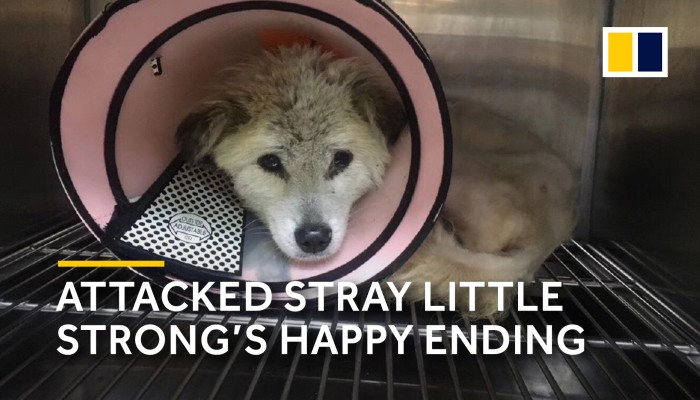 Adoption offers flood in for Little Strong, the Chinese stray dog that ...