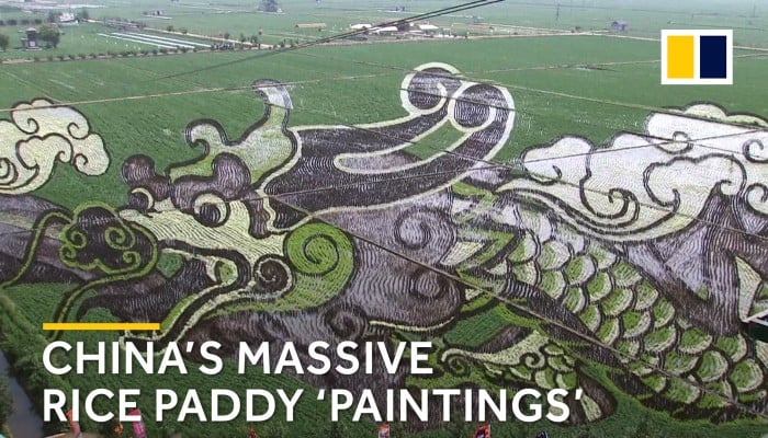 Massive rice paddy ‘painting’ in Shenyang astonishes visitors | South ...