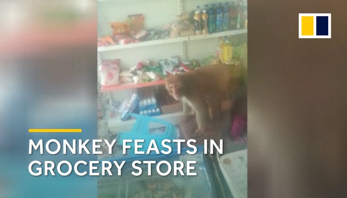 Monkey feasts in grocery store while shoppers film it | South China ...